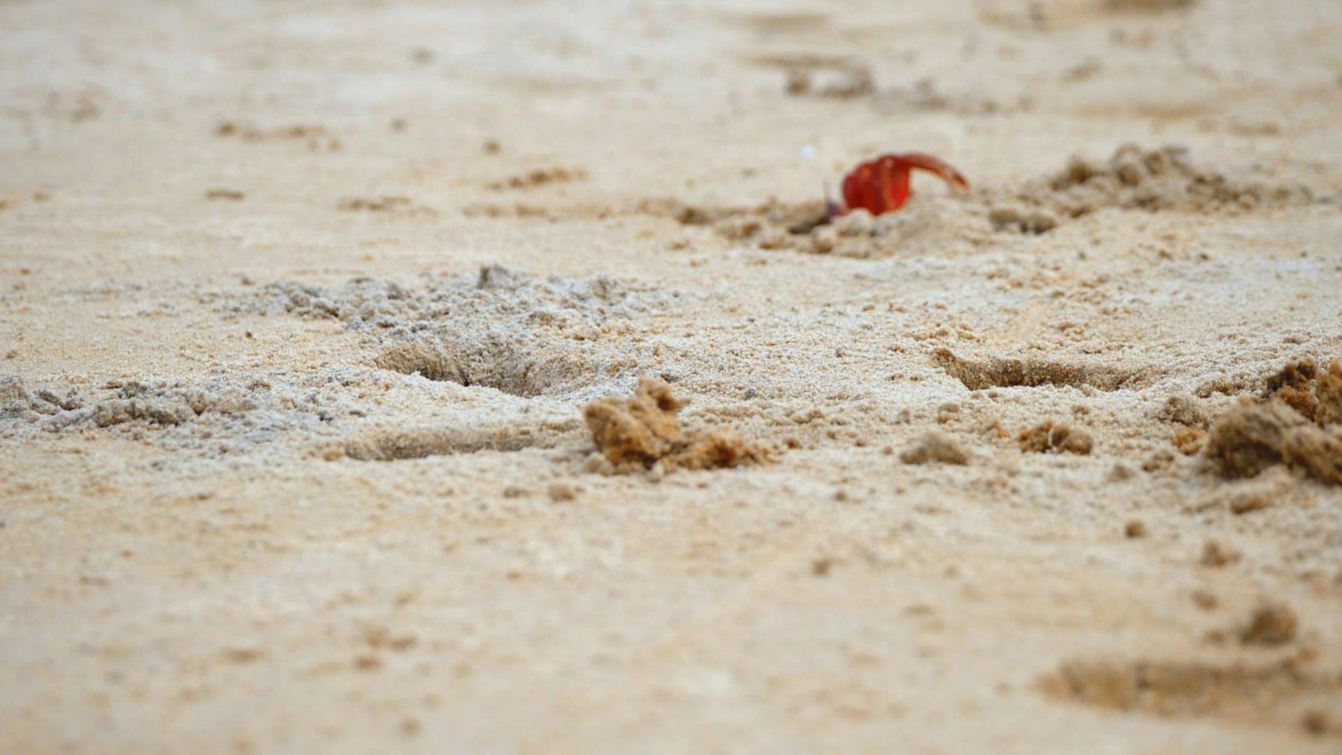 Ghost Crabs Digging Holes Free Stock Video Footage, Royalty-Free 4K ...