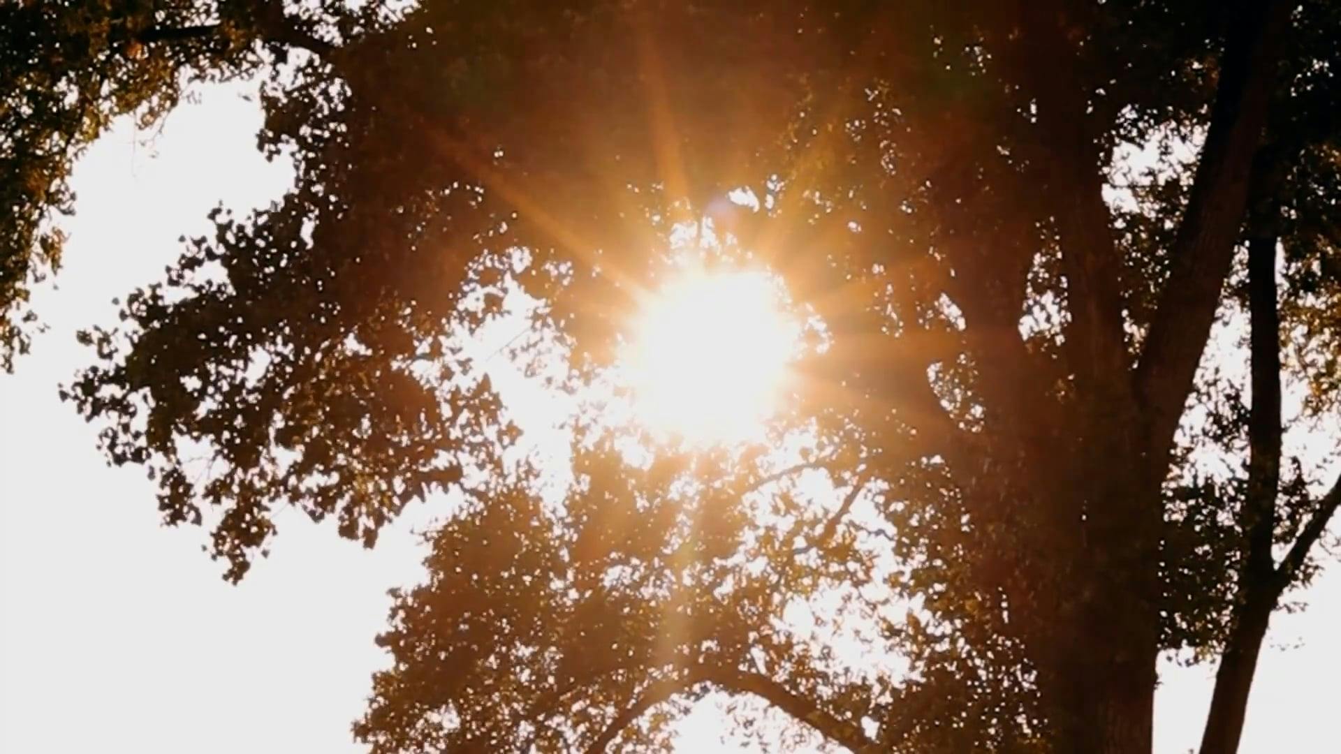 A View of a Beautiful Sunset Under a Tree Free Stock Video Footage ...