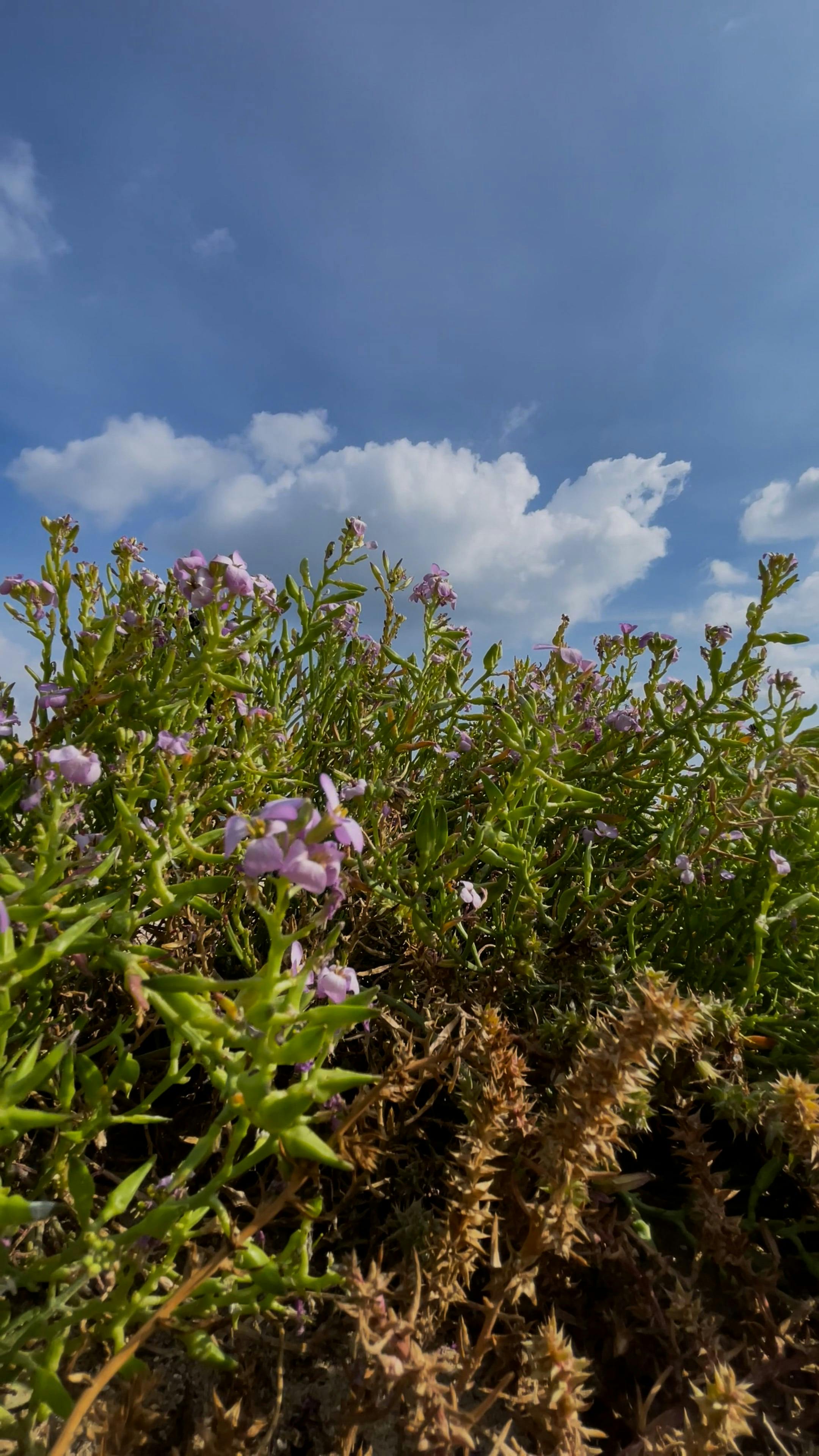 Pink Weed Videos, Download The BEST Free 4k Stock Video Footage & Pink ...