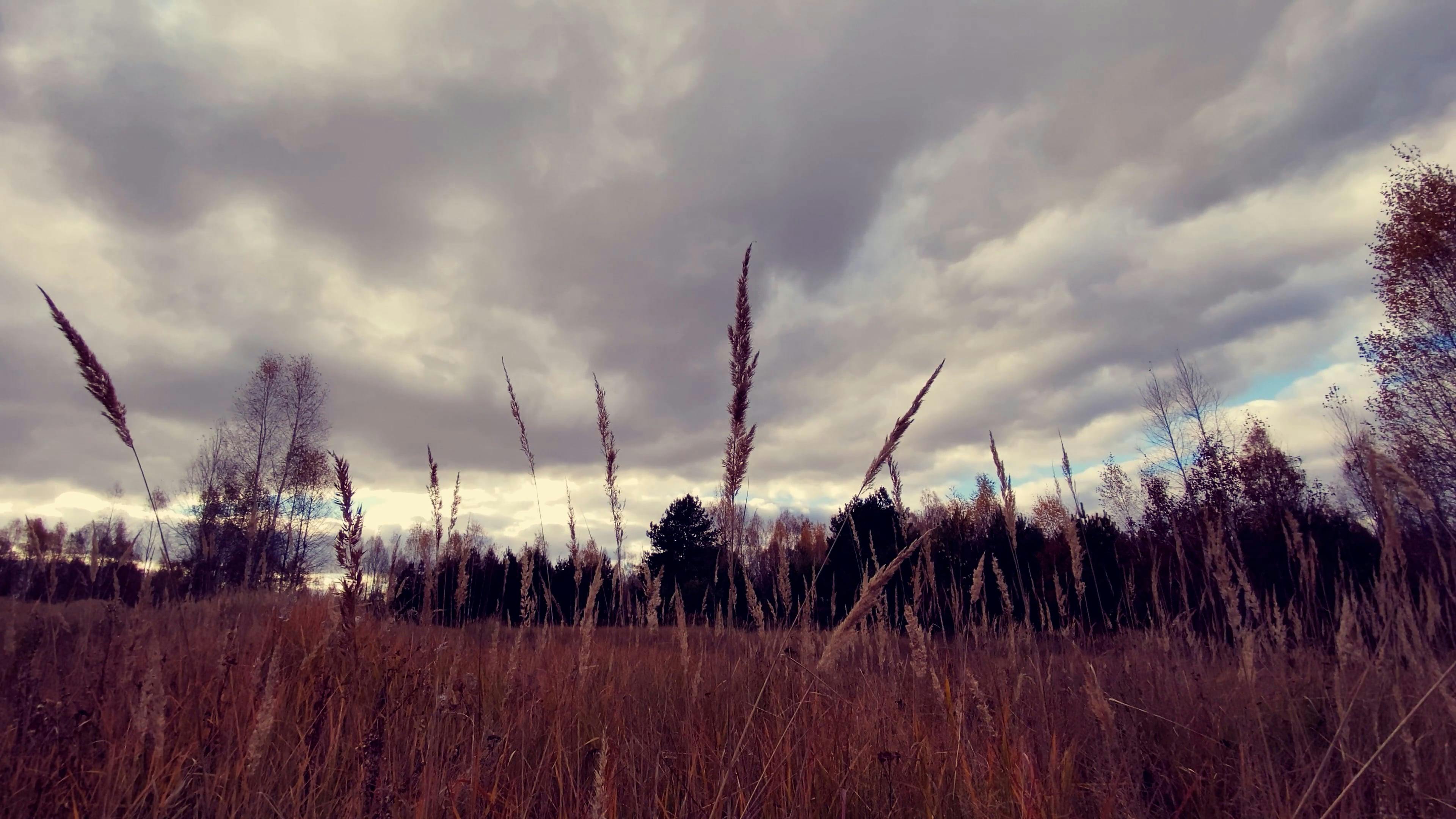 Grasses Waving on Wind onder Cloudy Sky Free Stock Video Footage ...