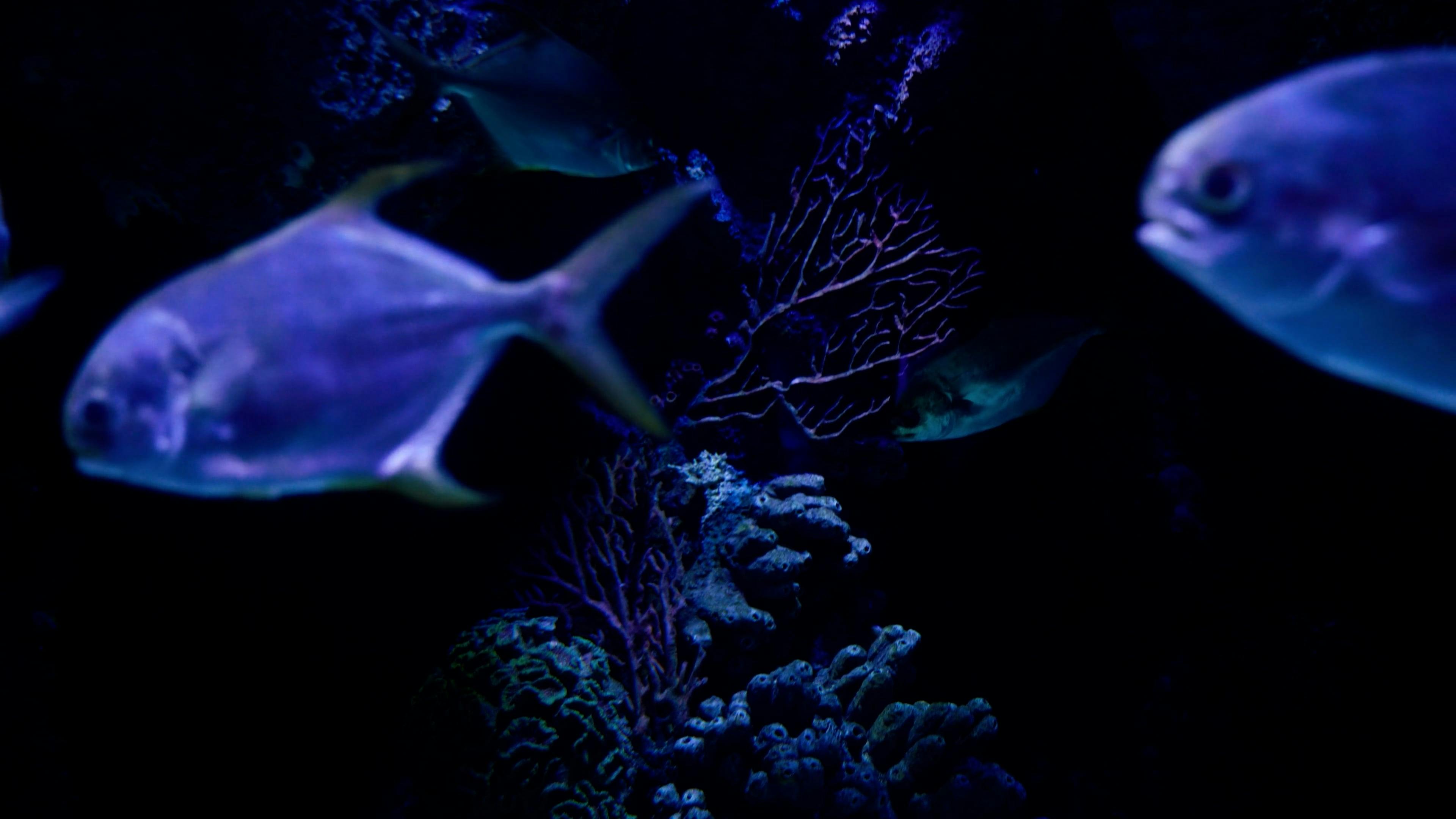 Fish Inside Aquarium · Free Stock Video