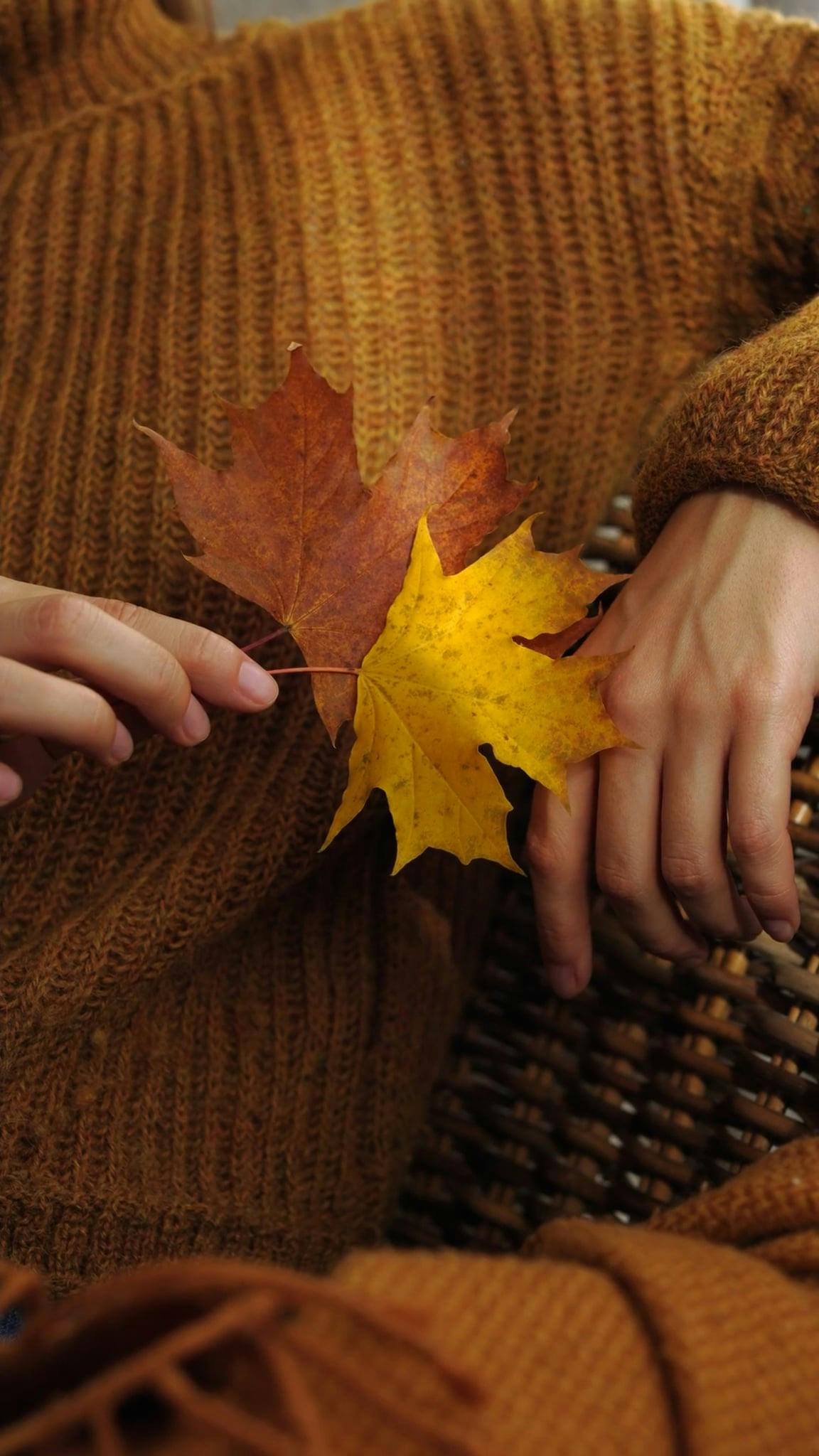 Fall Vibe Videos, Download The BEST Free 4k Stock Video Footage & Fall ...