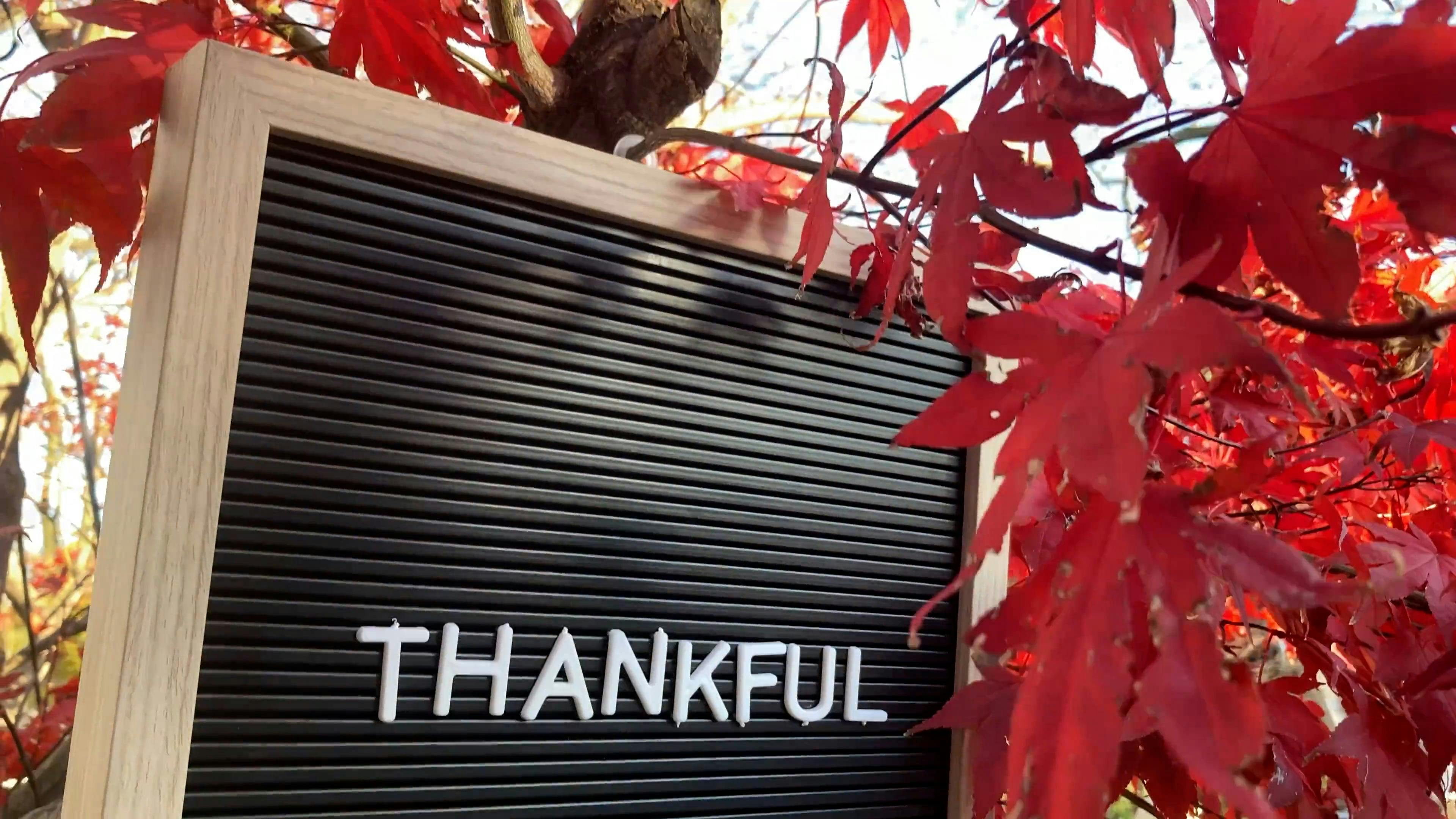 Close up on Sign under Maple Tree in Autumn Free Stock Video Footage ...