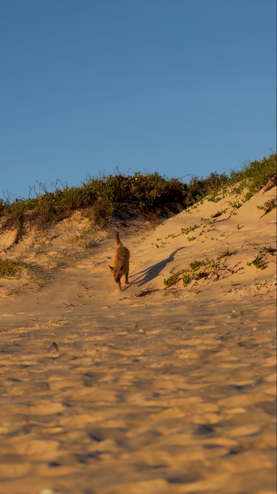 Australian Dingo Videos, Download The BEST Free 4k Stock Video Footage ...