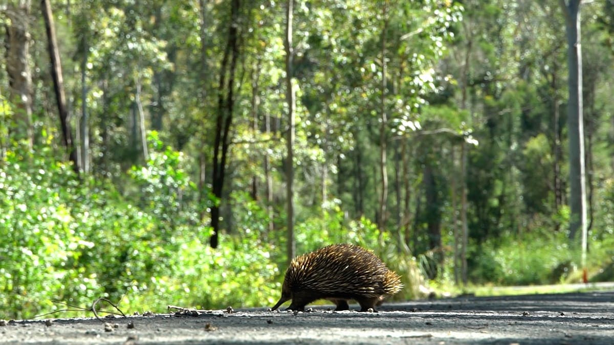 Echidna Crossing Road In Forest Free Stock Video Footage Royalty Free 4k And Hd Video Clip