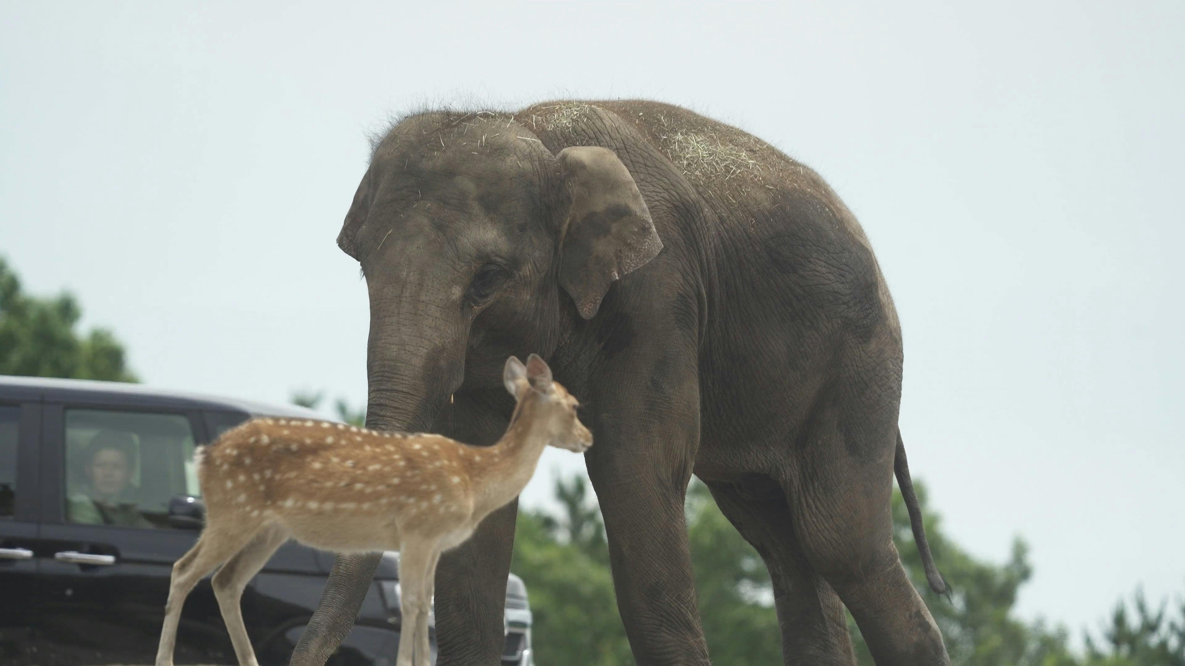 Elephant , Deer ,Cheetha, Lion Videos, Download The BEST Free 4k Stock ...