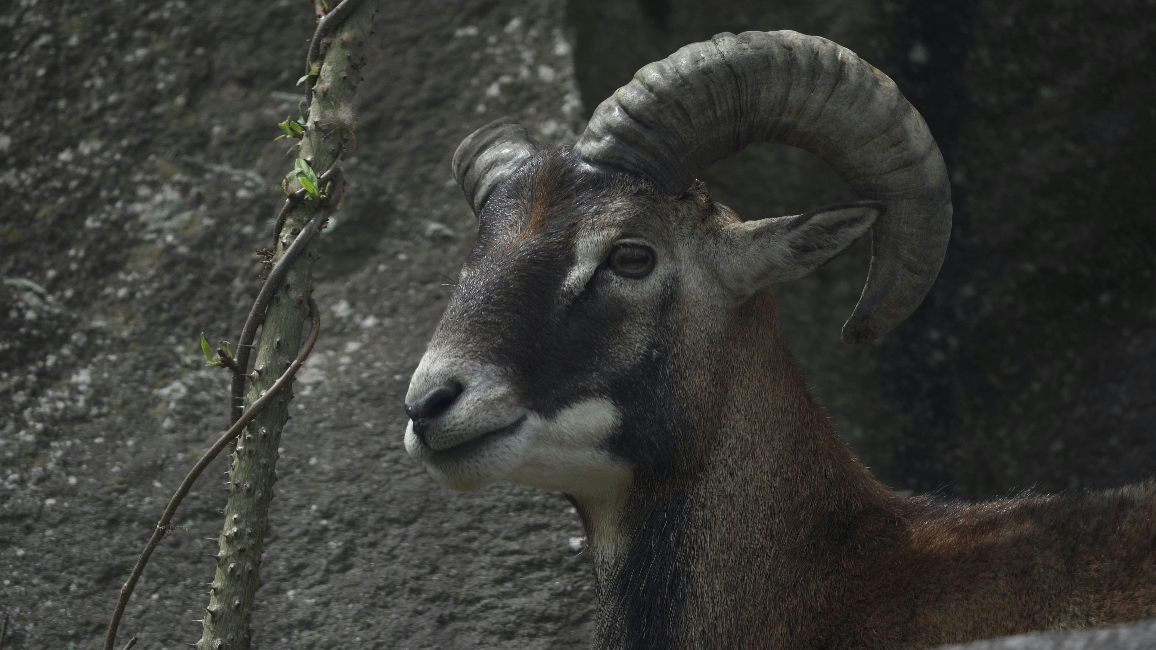 Vídeos de stock gratuitos sobre al aire libre, animal, barba, belleza ...