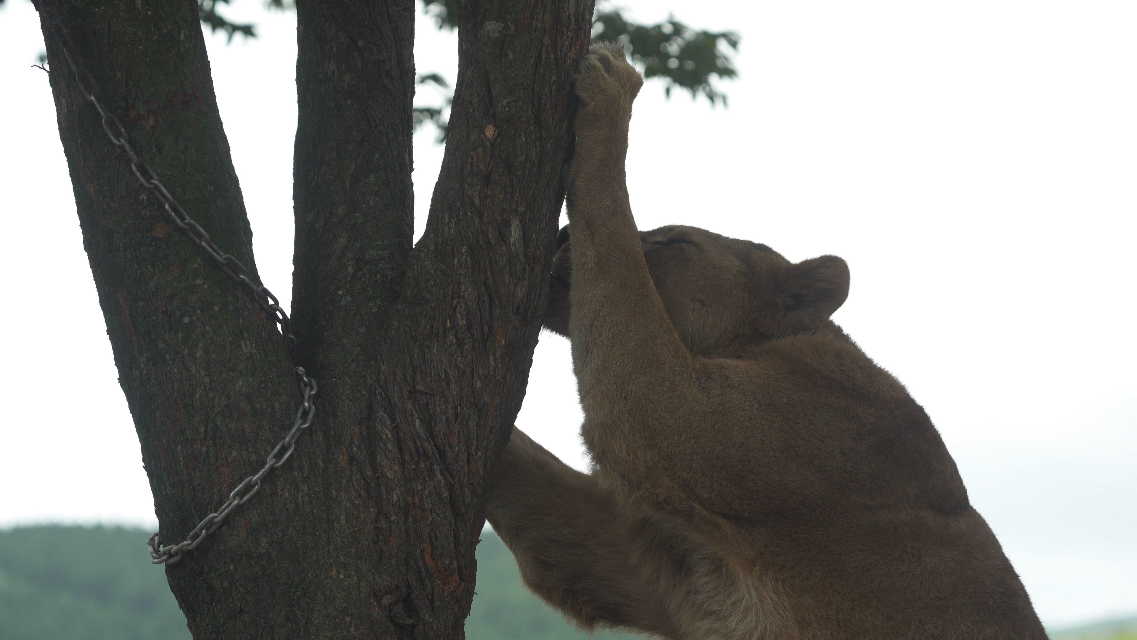 Lioness (Panthera leo) Sharpening Claws on Tree Free Stock Video ...