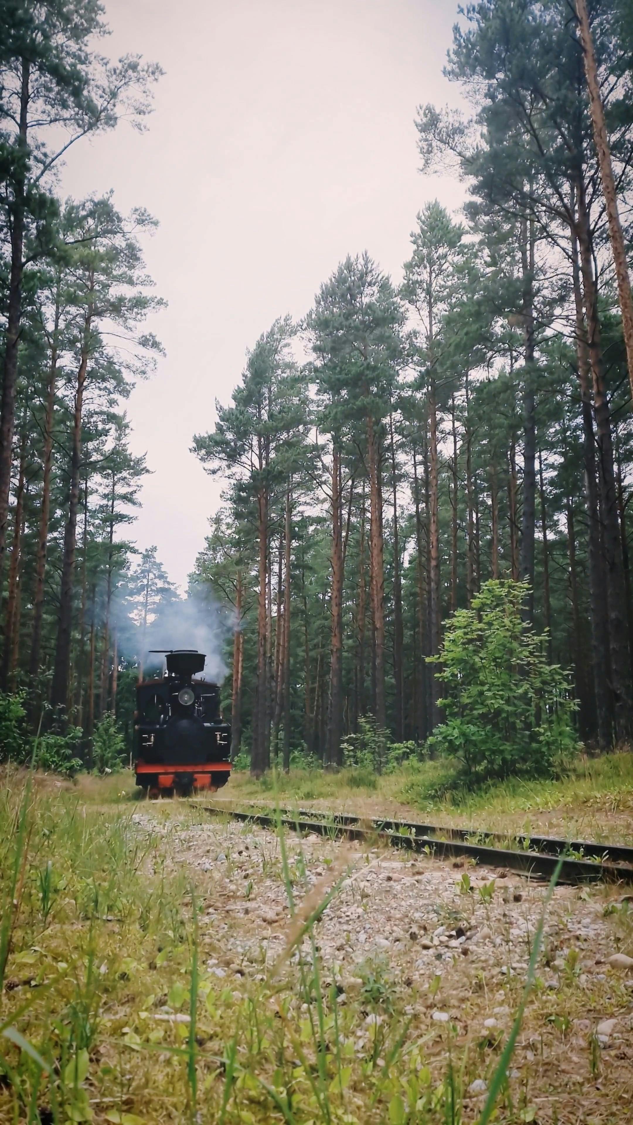 Steam Train Moving in Forest Free Stock Video Footage, Royalty-Free 4K ...