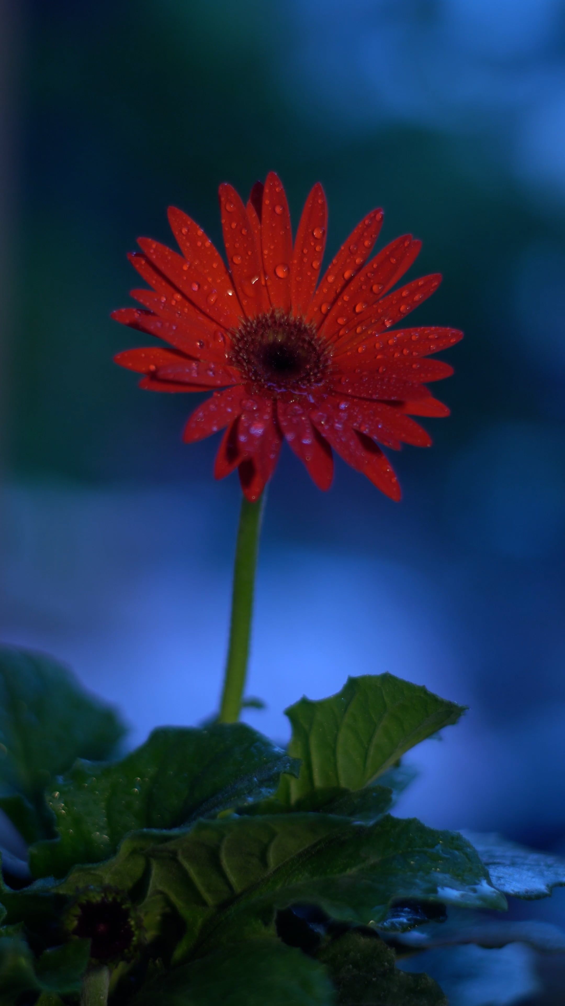Raindrops on Glass and Flower behind Free Stock Video Footage, Royalty ...