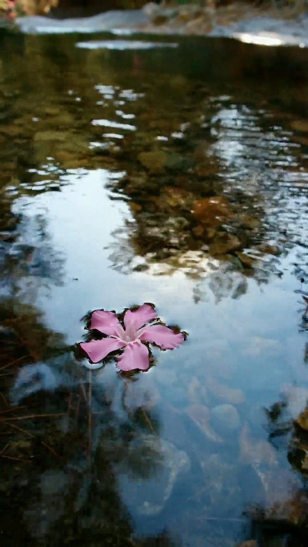 A Pink Flower Floating on a Stream Free Stock Video Footage, Royalty ...